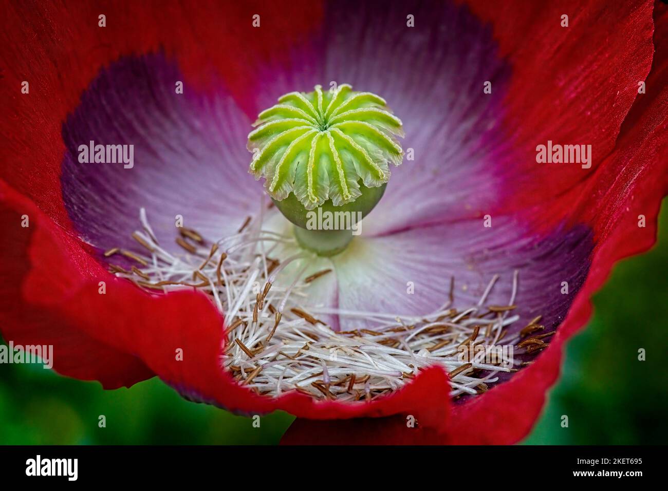 Close up of the interior of opium poppy flower with cluster of seeds ...