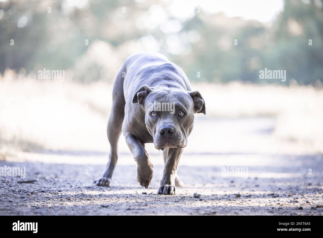 American bully xl hi-res stock photography and images - Alamy American bully xl hi-res stock photography and images - Alamy