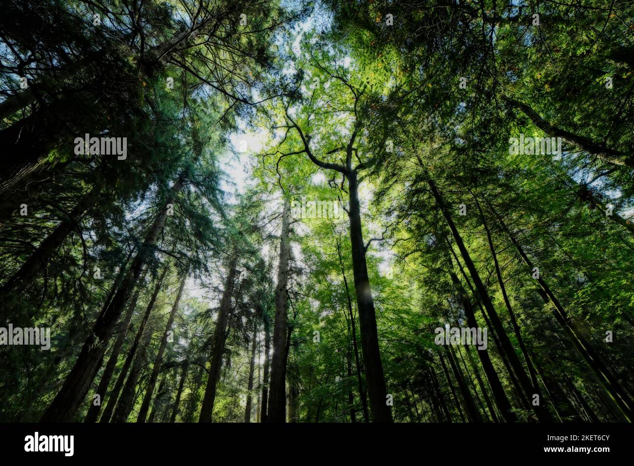 Forest of tall trees and tree canopy from a low viewpoint Stock Photo ...