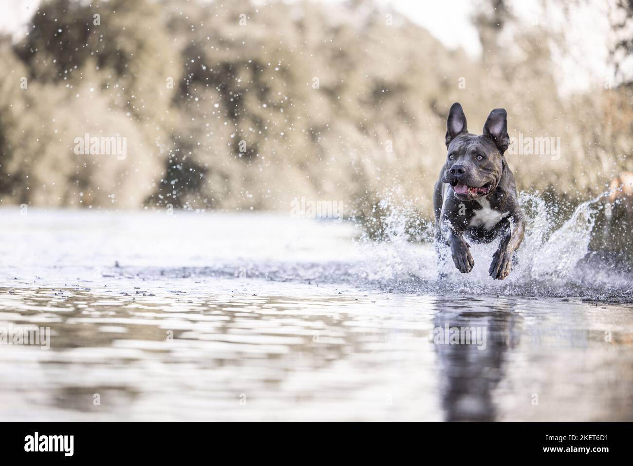 American bully xl hi-res stock photography and images - Alamy