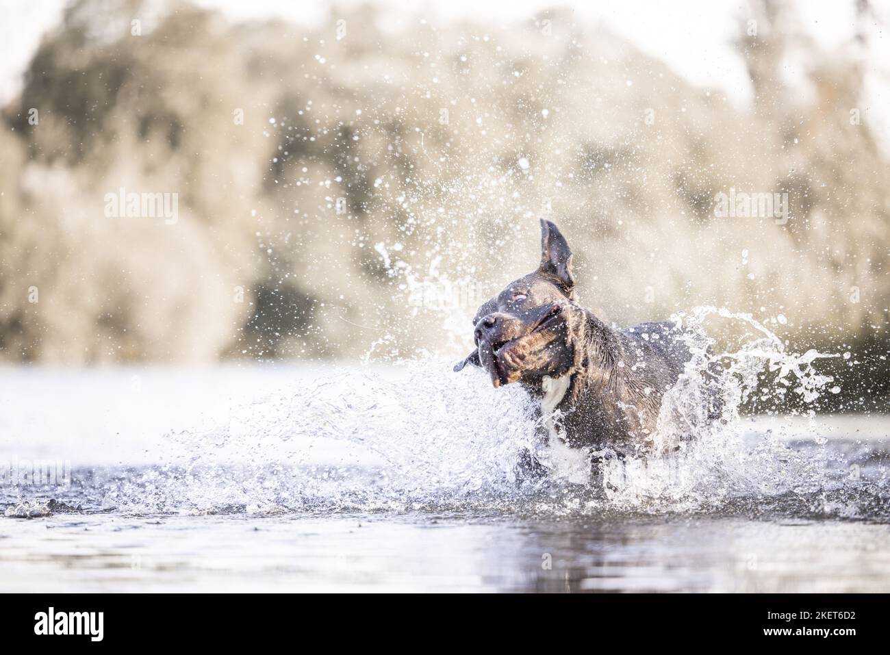 male American Bully XL Stock Photo - Alamy