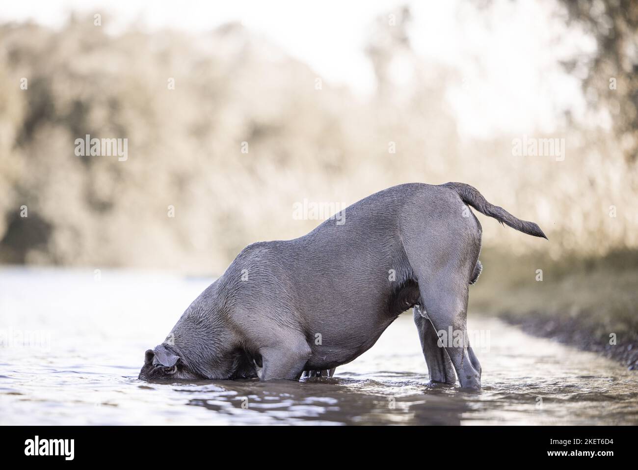male American Bully XL Stock Photo - Alamy