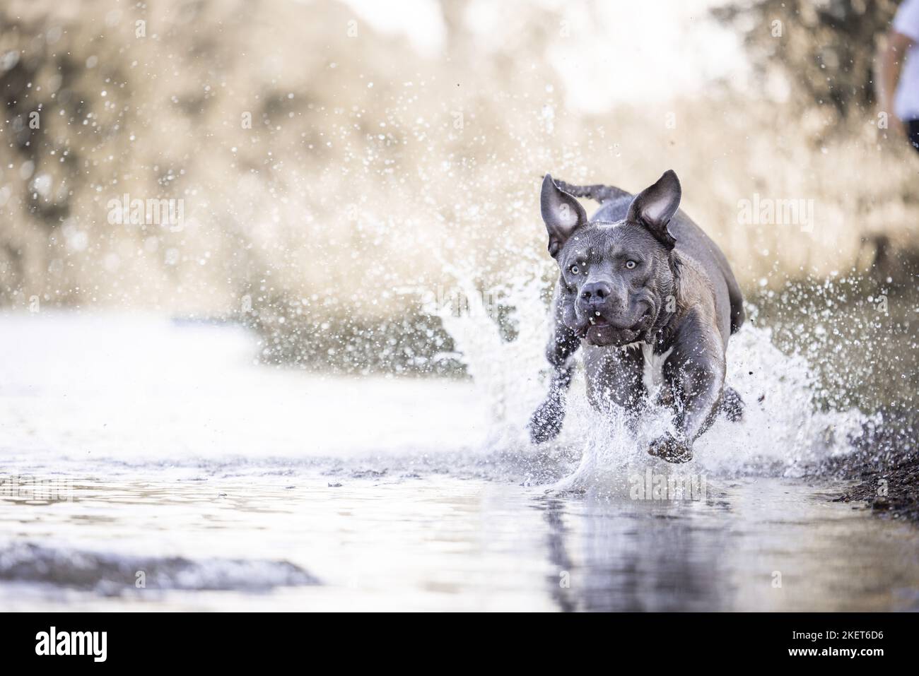 American bully xl hi-res stock photography and images - Alamy