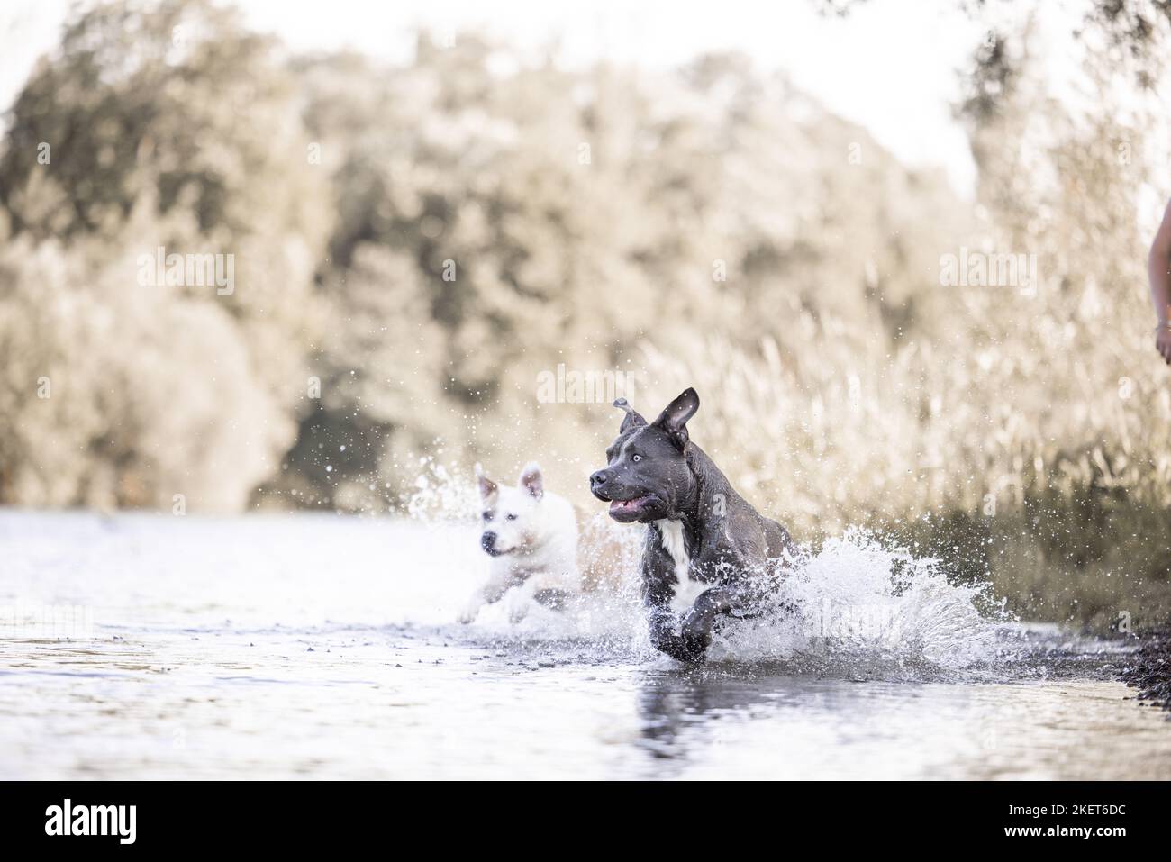 male American Bully XL Stock Photo - Alamy