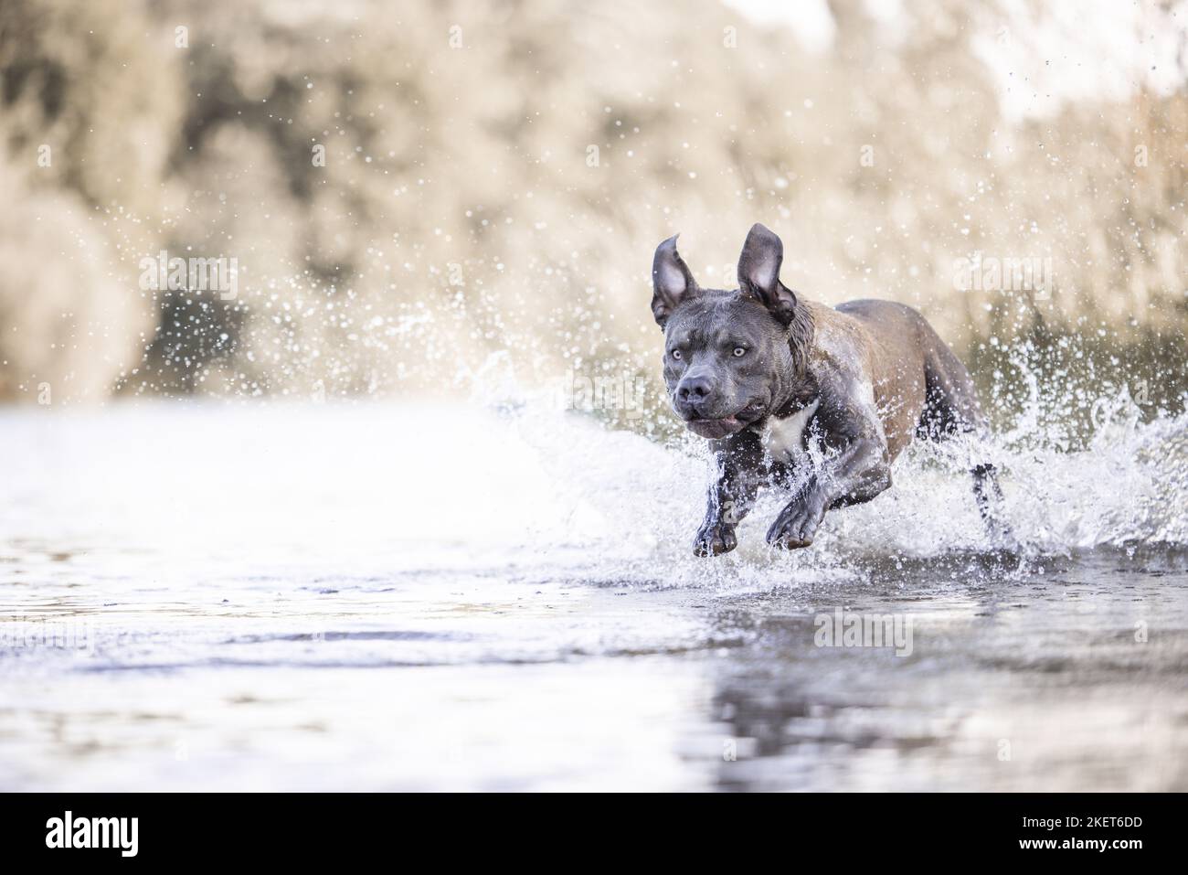 American bully xl hi-res stock photography and images - Alamy