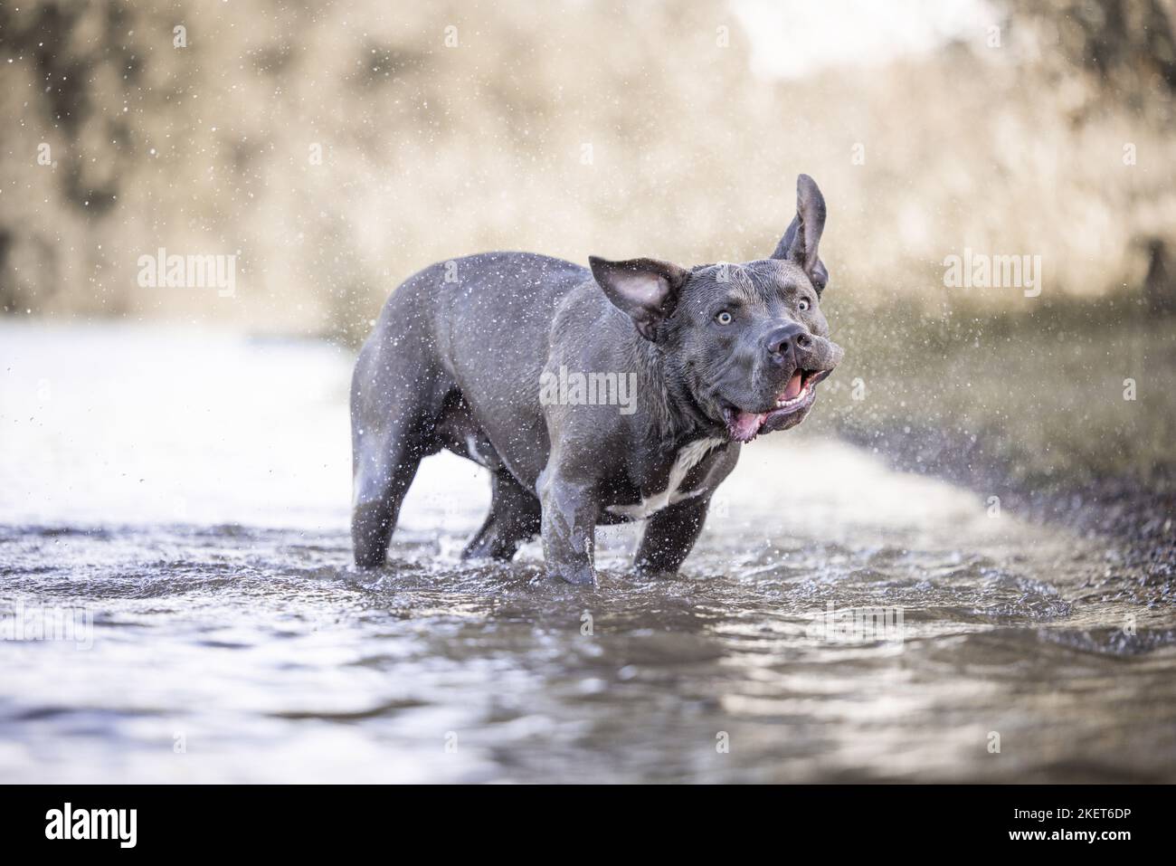 American bully xl hi-res stock photography and images - Alamy
