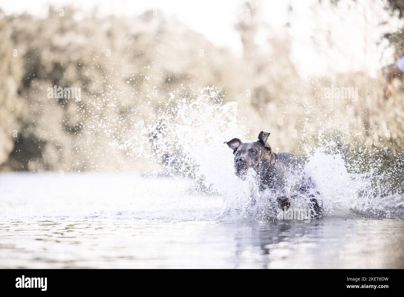 male American Bully XL Stock Photo - Alamy