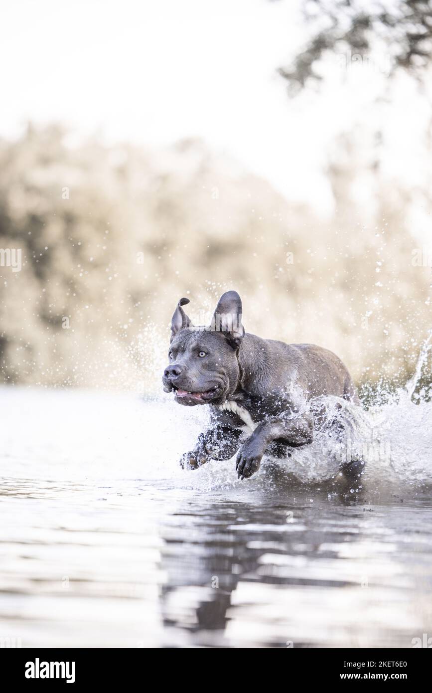 male American Bully XL Stock Photo - Alamy