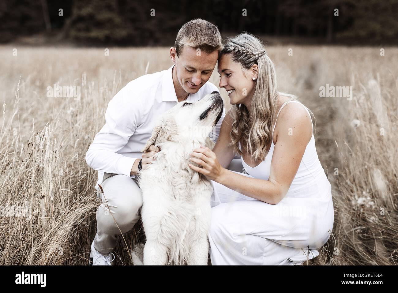 male Golden Retriever Stock Photo - Alamy