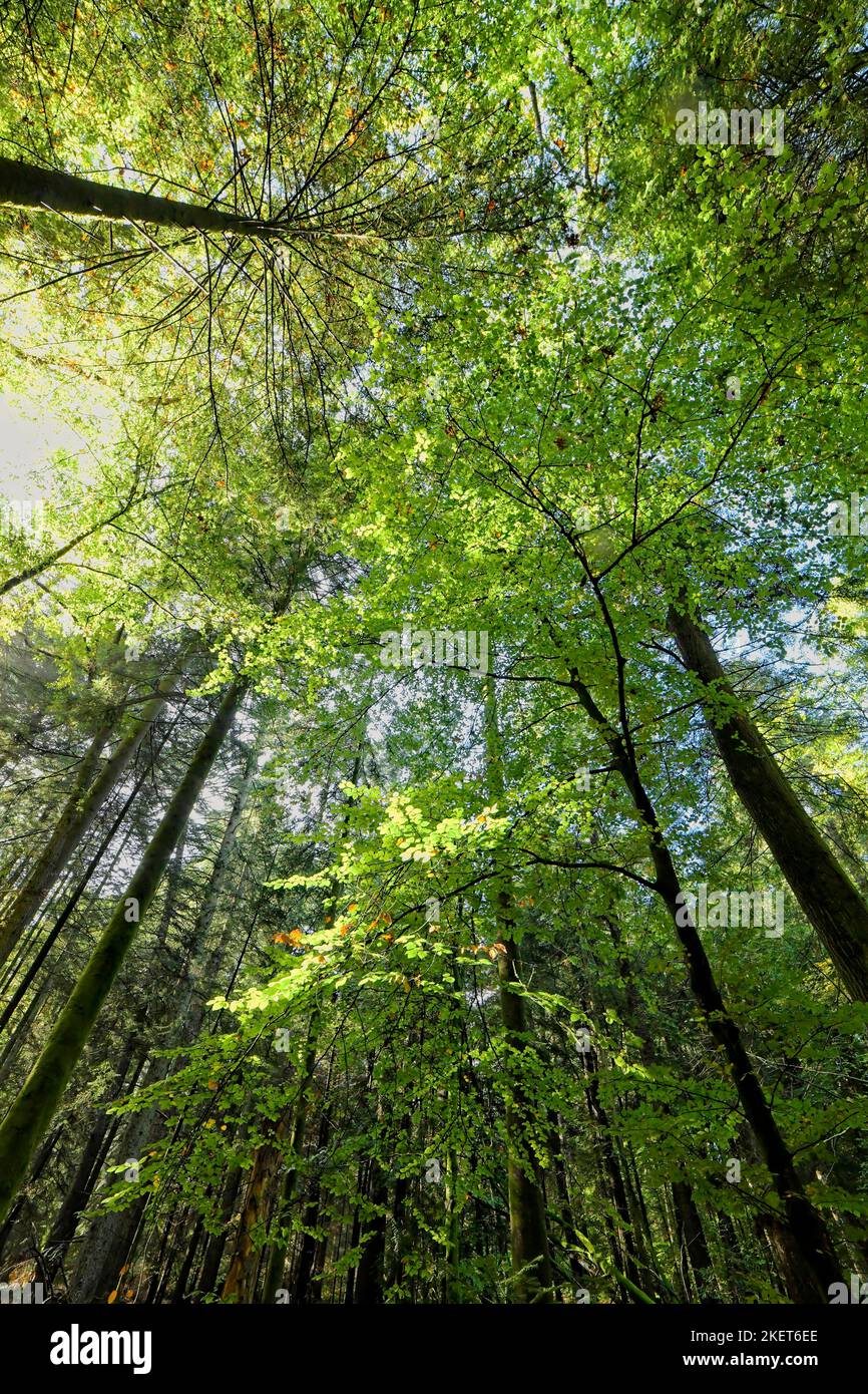 Forest of tall trees and tree canopy from a low viewpoint Stock Photo ...