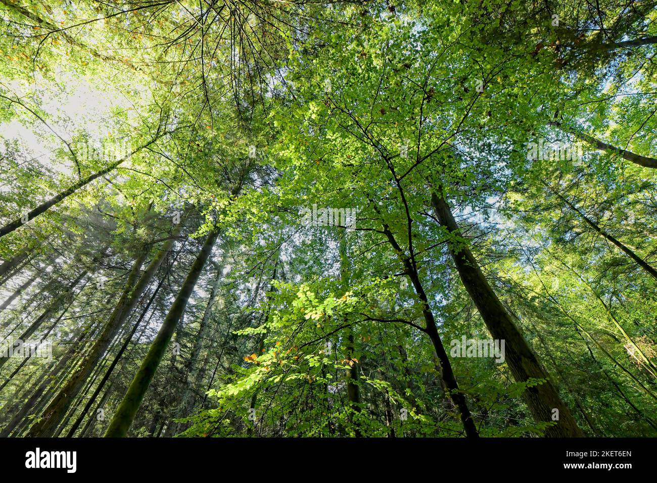 Forest of tall trees and tree canopy from a low viewpoint Stock Photo ...