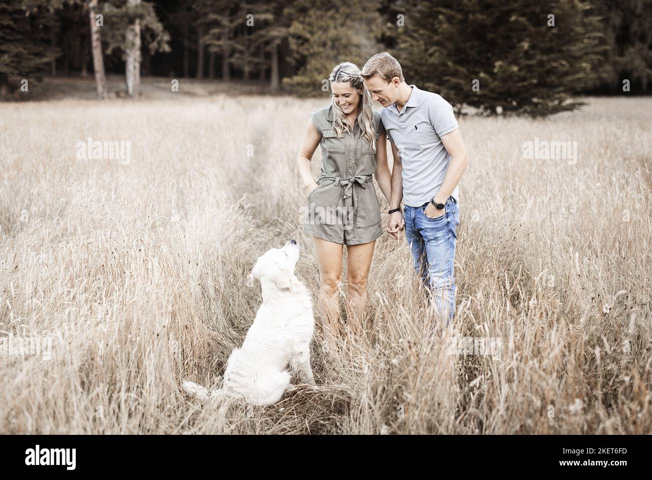 male Golden Retriever Stock Photo - Alamy