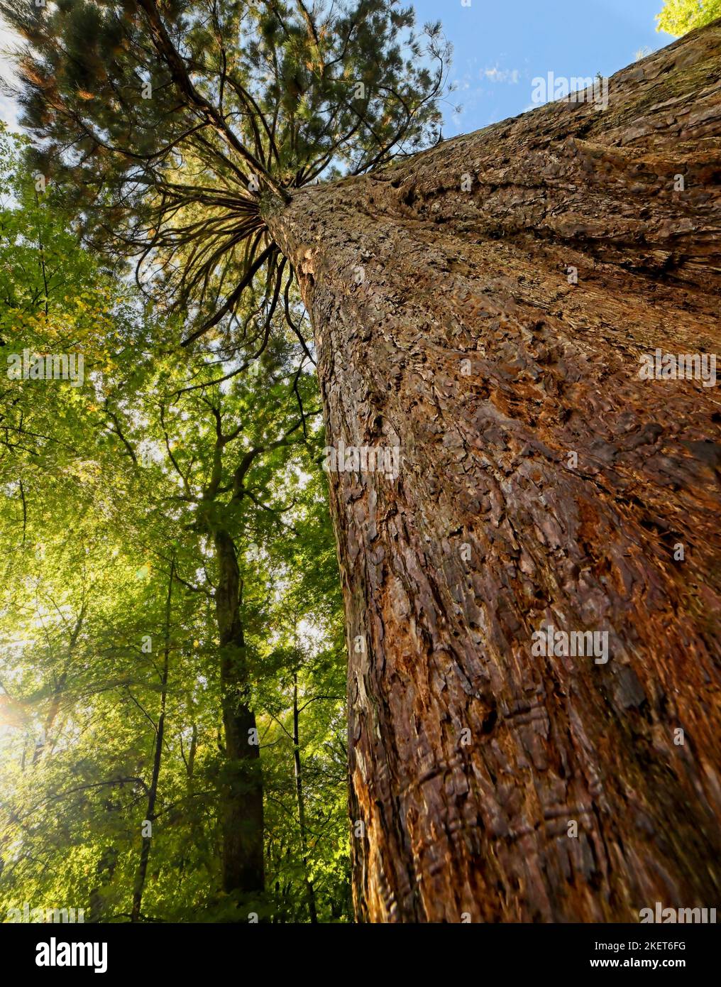 Giant trees looking up canopy hi-res stock photography and images - Alamy