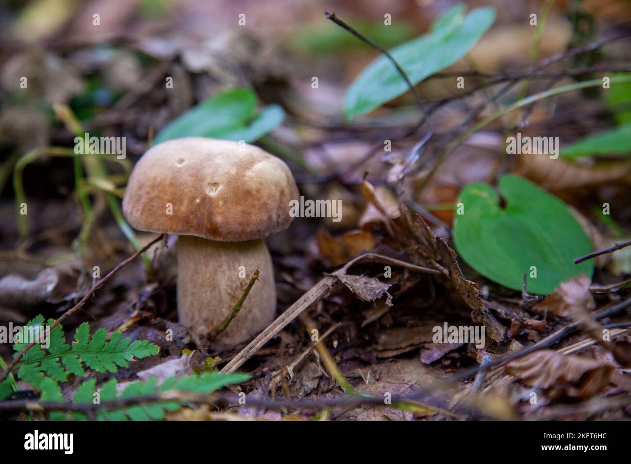 Boletus edulis (cep, penny bun, porcino or king bolete, usually called ...