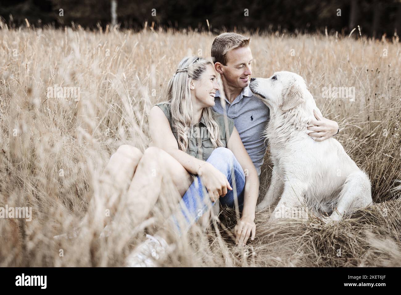 male Golden Retriever Stock Photo - Alamy