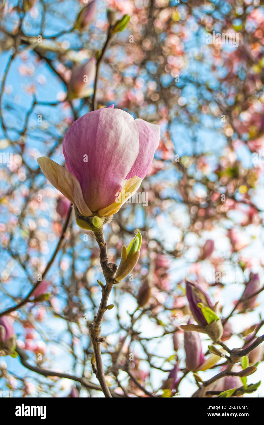 Blooming pink tulip magnolia flowers on a spring sunny day Stock Photo ...