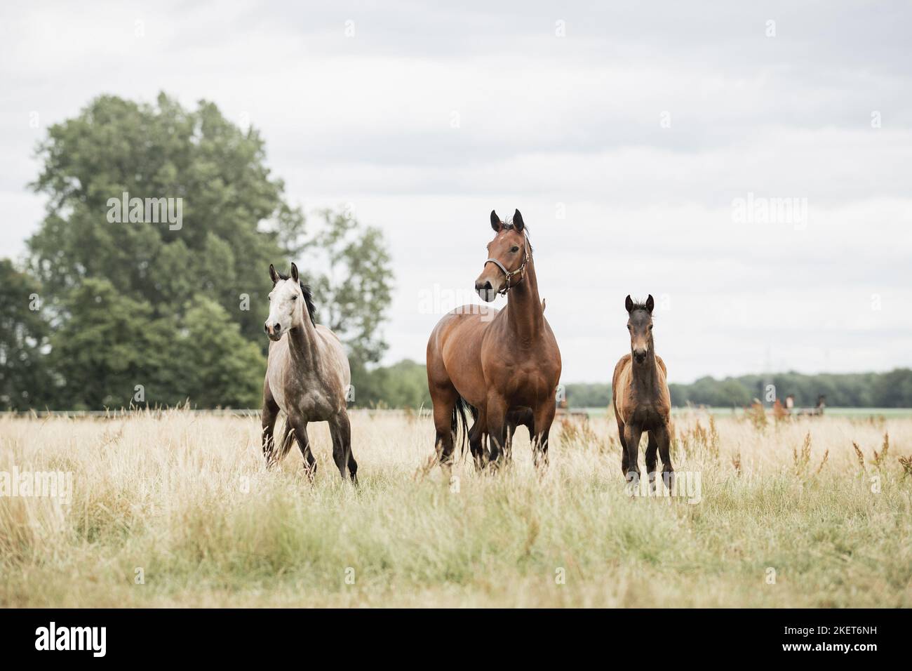 Oldenburg horses hi-res stock photography and images - Alamy