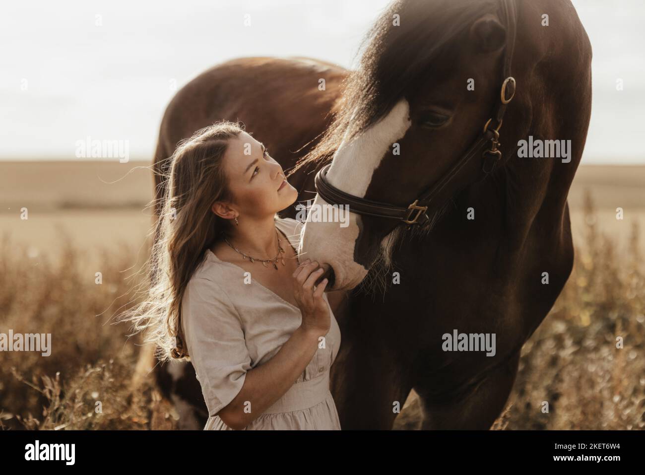 Shire Horse stallion Stock Photo - Alamy