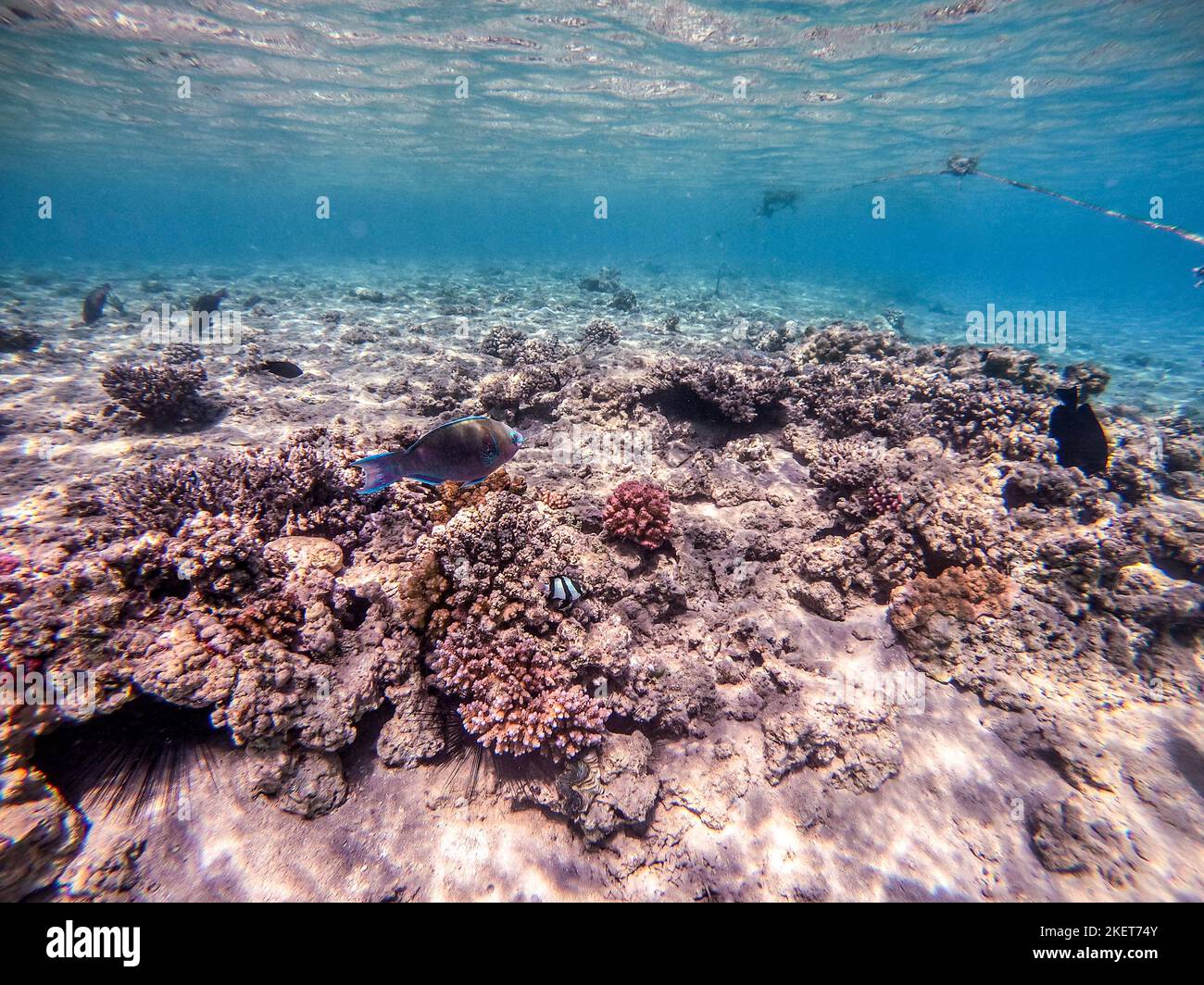 Colorful tropical Hipposcarus longiceps or Longnose Parrotfish known as ...
