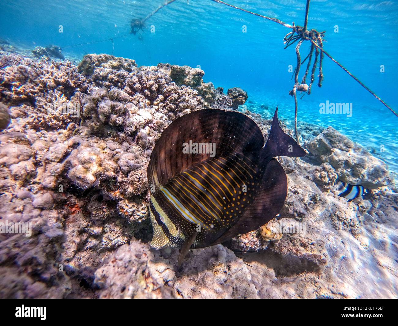 Tropical sailfin tang or Desjardin's sailfin tang known as Zebrasoma ...