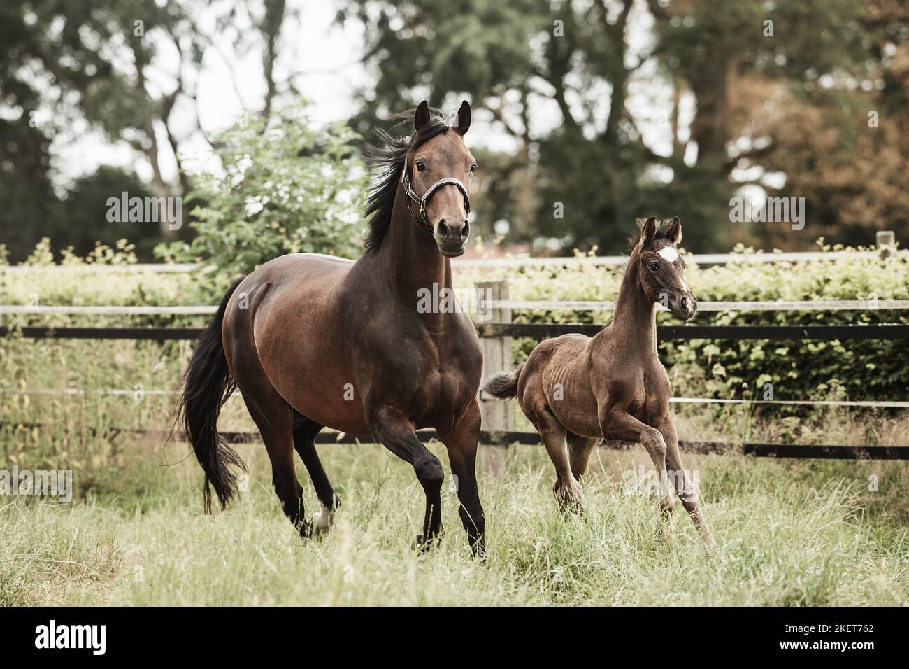 Hanoverian horse running meadow hi-res stock photography and images - Alamy