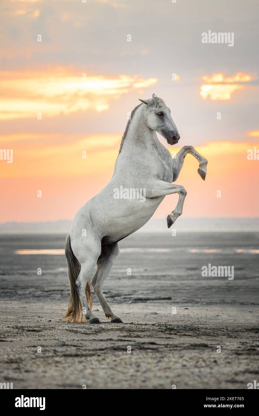 Dawn rising horse hi-res stock photography and images - Alamy
