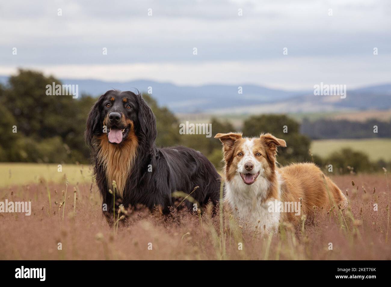 Double dogs red hi-res stock photography and images - Alamy