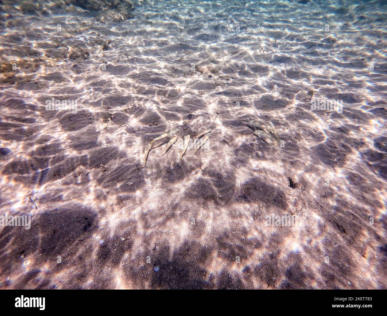 Shoal of Goatfish known as Mullus barbatus underwater on sand sea ...