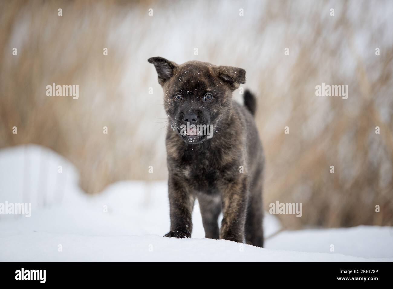 Kai inu hi-res stock photography and images - Alamy