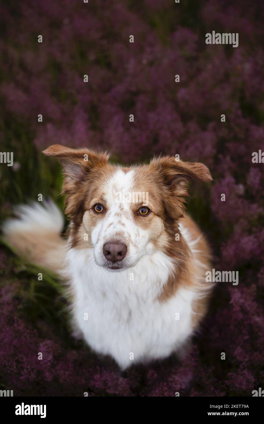 sitting Border Collie Stock Photo - Alamy