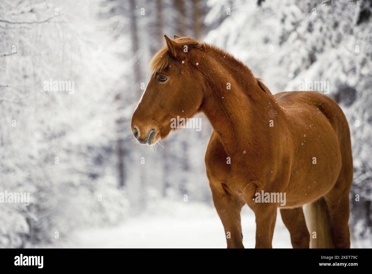 Solo horse chestnut tree hi-res stock photography and images - Alamy