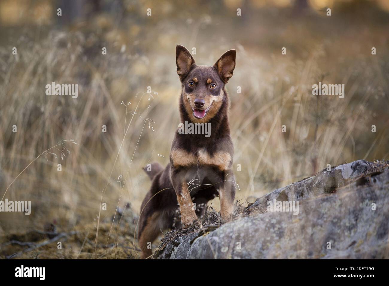 Lancashire heeler hi-res stock photography and images - Alamy