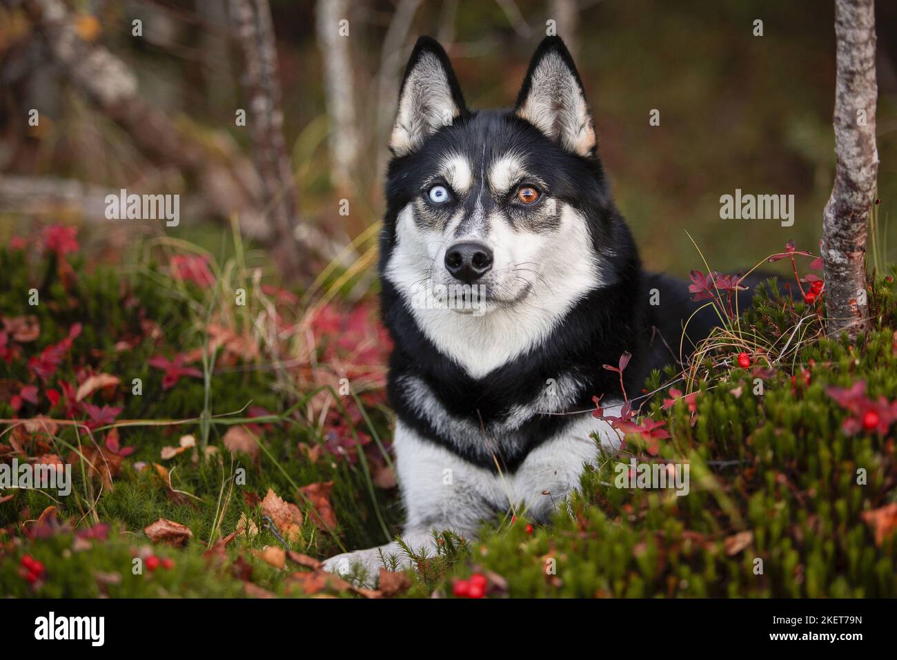 lying Alaskan Husky Stock Photo - Alamy