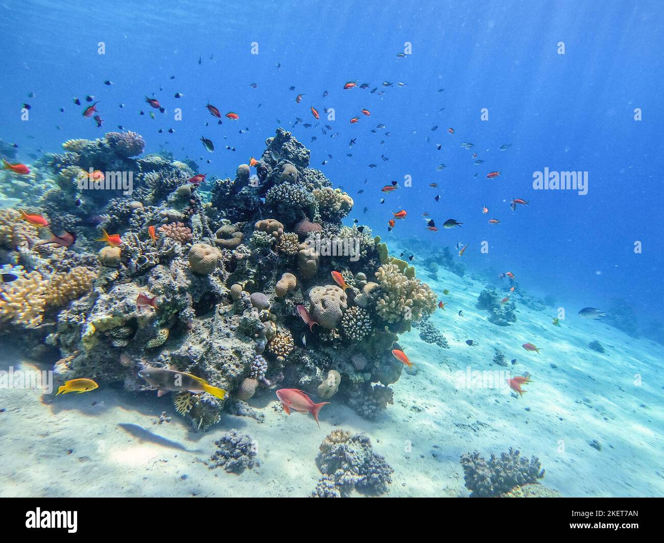 Underwater panoramic view of coral reef with shoal of Lyretail anthias ...
