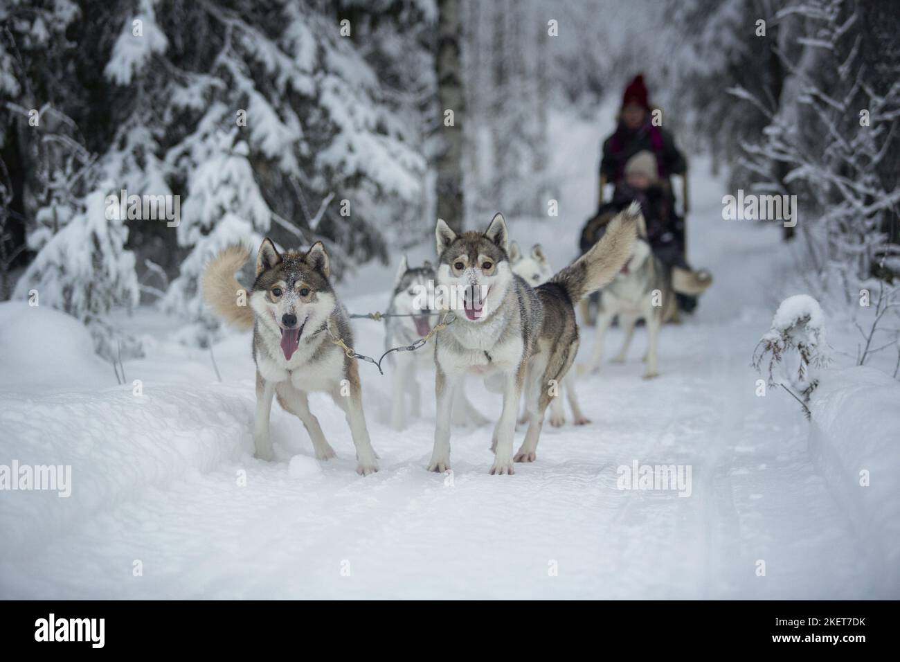 Dog sledding through snow hi-res stock photography and images - Alamy