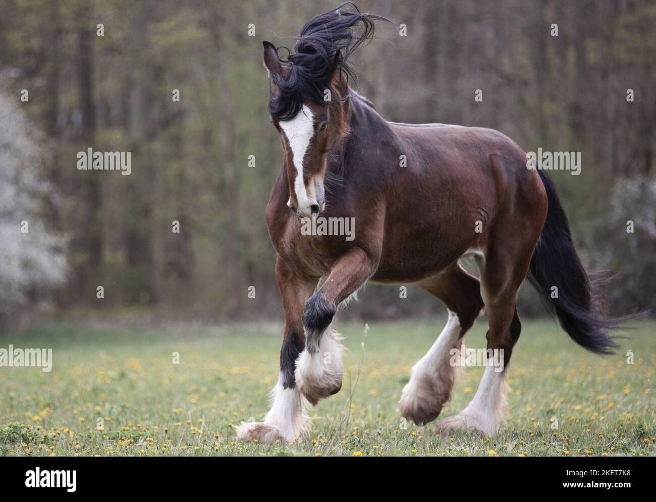 galloping Shire horse Stock Photo - Alamy