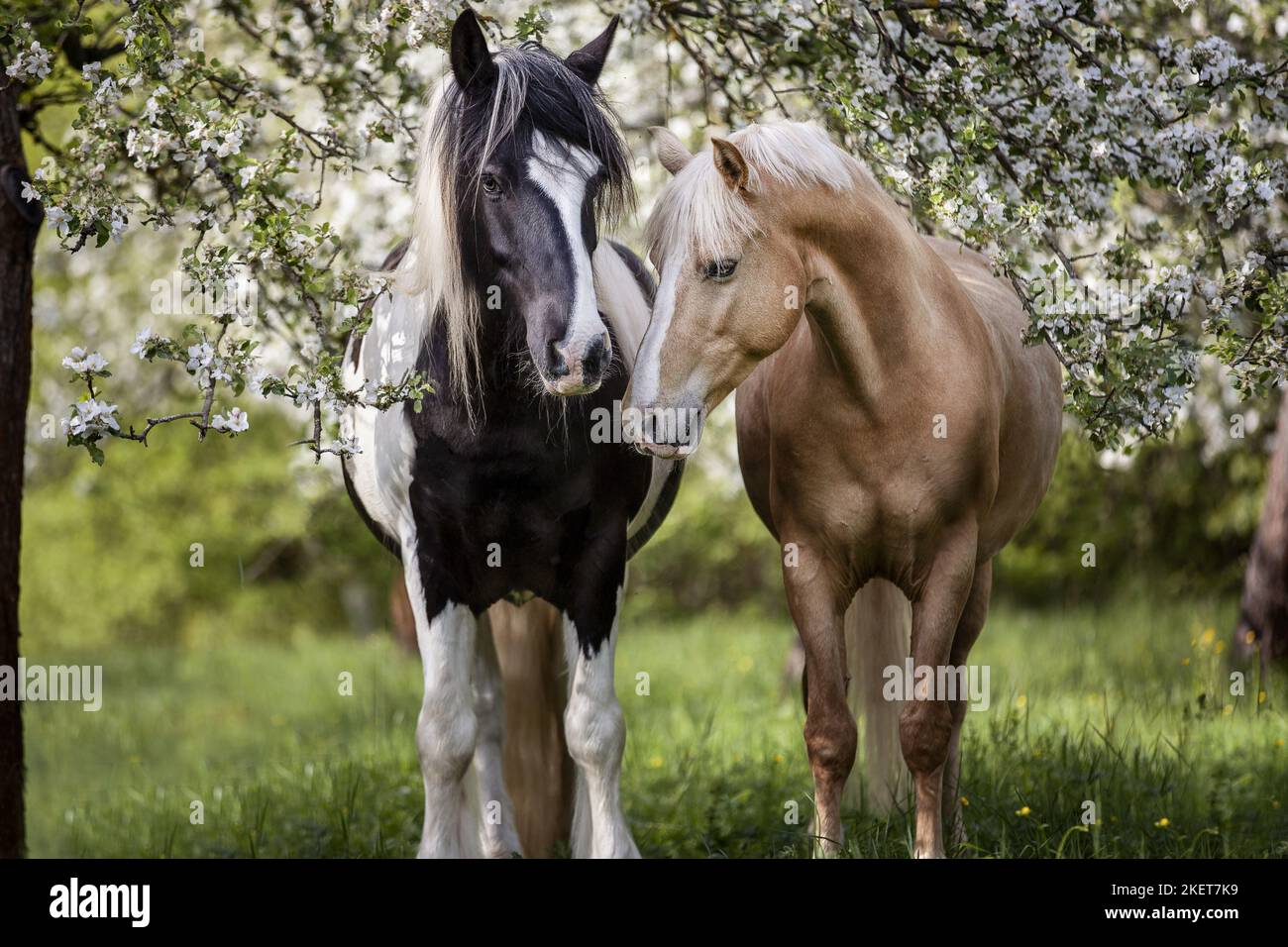 Spotted ponies hi-res stock photography and images - Alamy