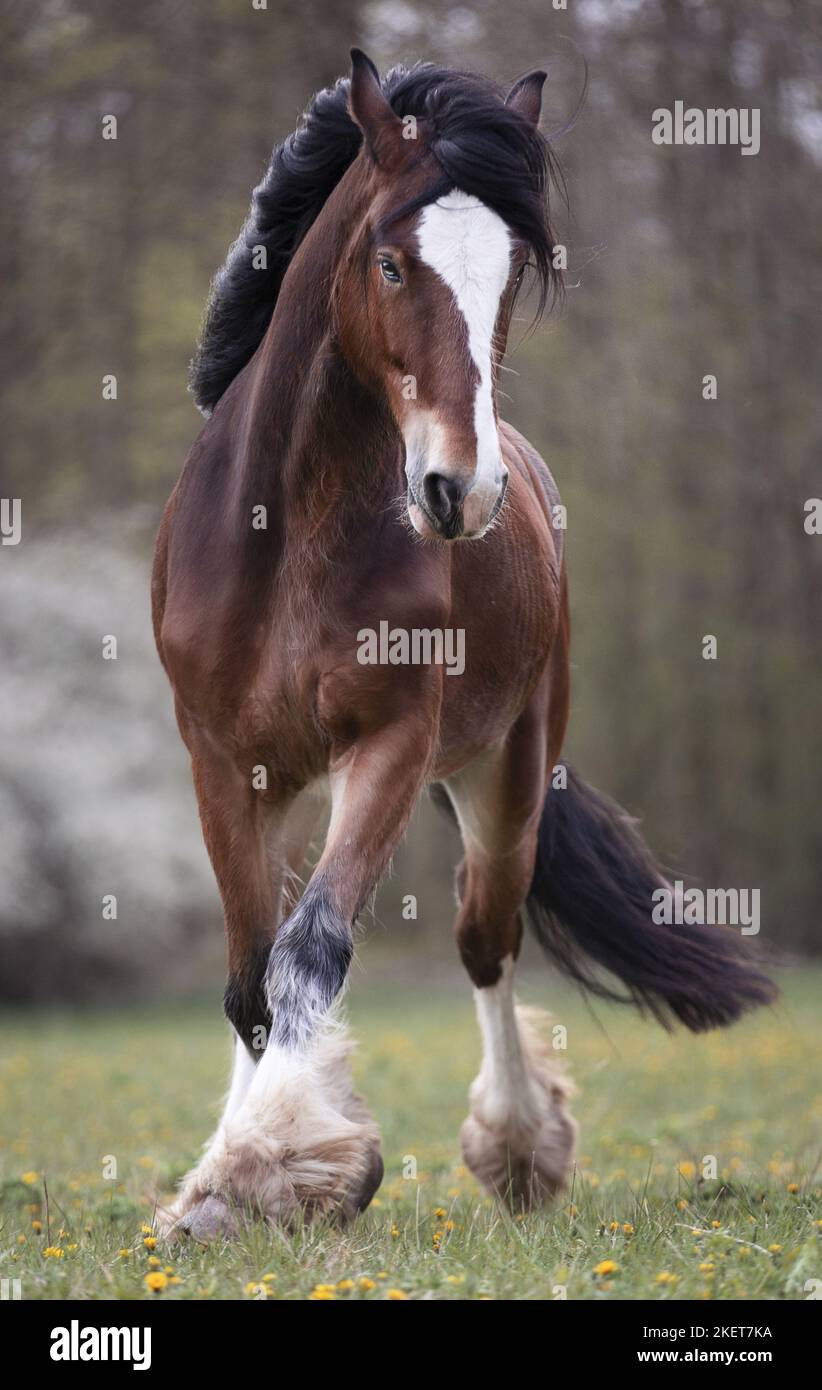 trotting Shire horse Stock Photo - Alamy