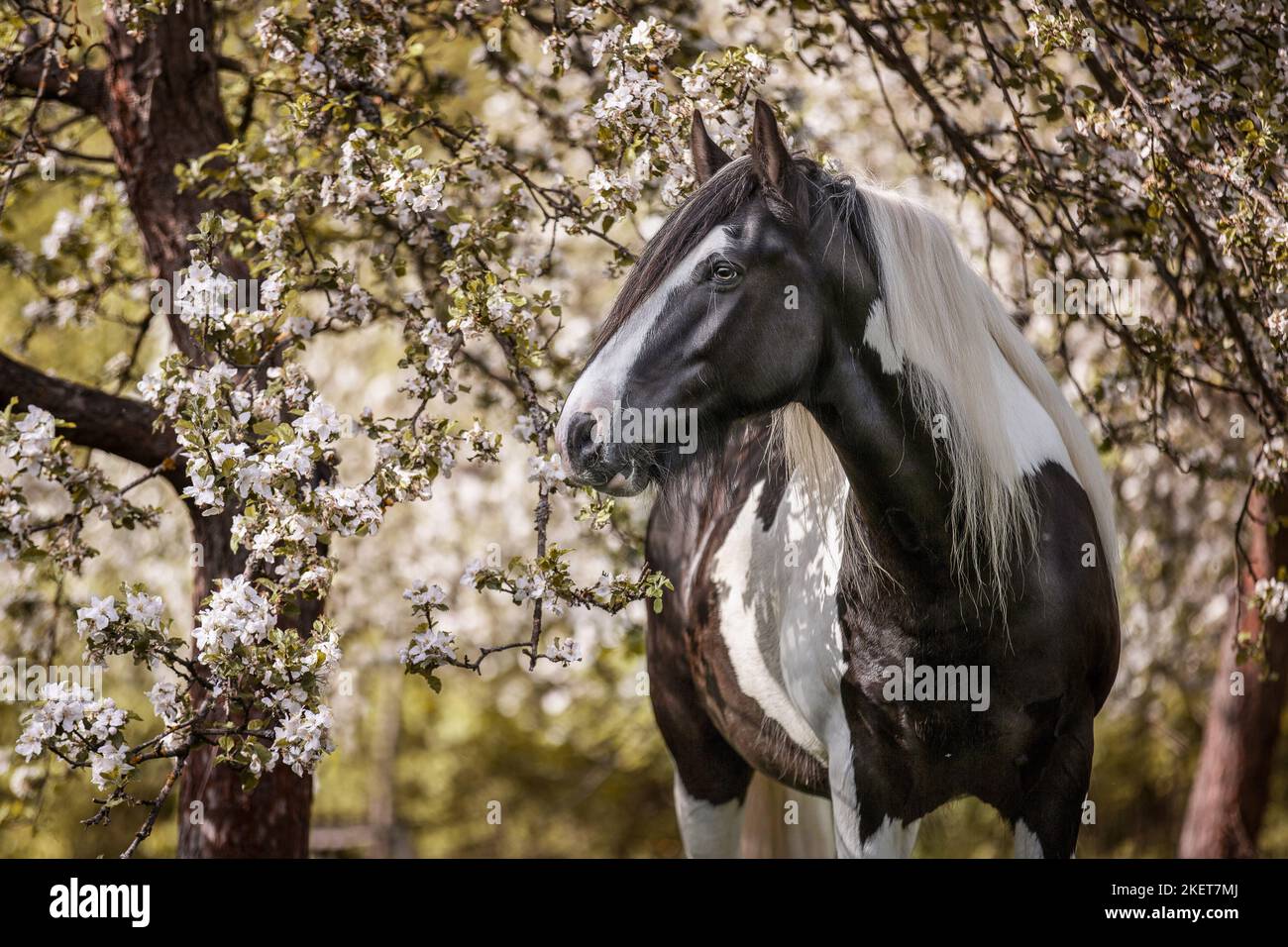 Irish Tinker Portrait Stock Photo - Alamy