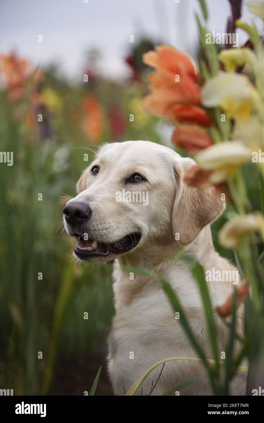 Labrador golden retriever cross hi-res stock photography and images - Alamy