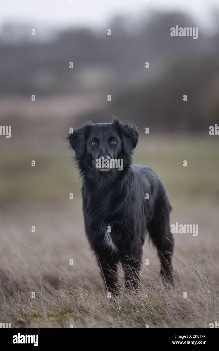 Labrador cross collie hi-res stock photography and images - Alamy