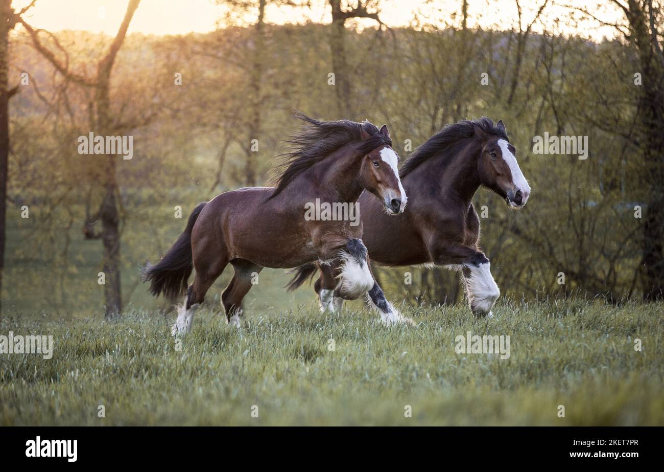 galloping Shire horses Stock Photo - Alamy
