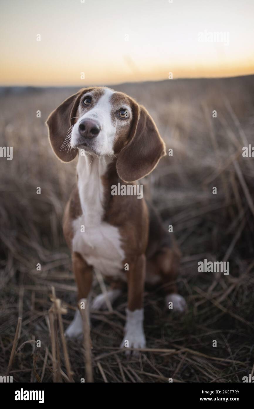 Setting hound hi-res stock photography and images - Alamy