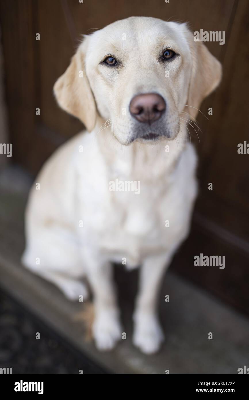 blonde Labrador Retriever Stock Photo - Alamy