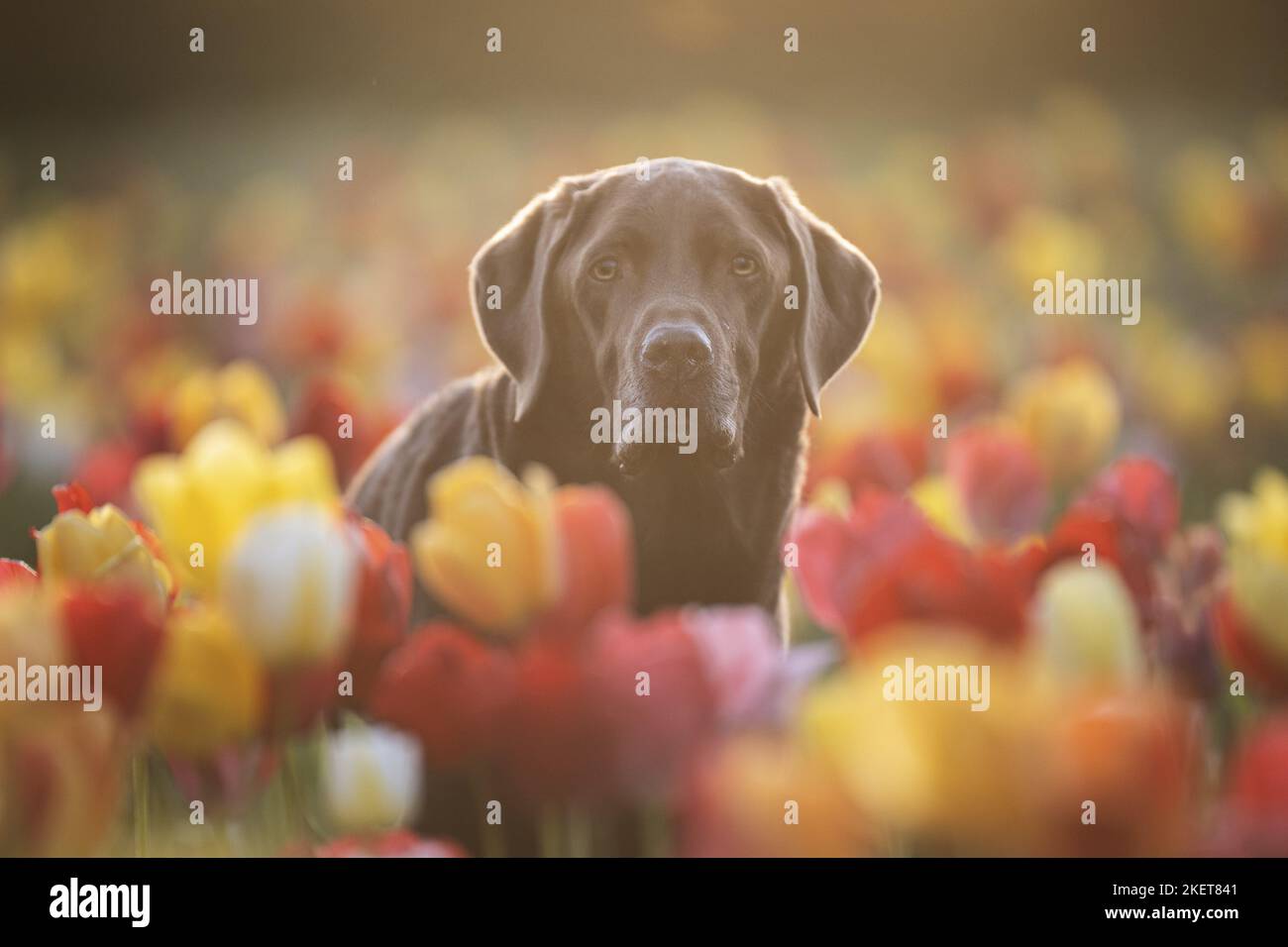 Black labrador sunset hi-res stock photography and images - Alamy
