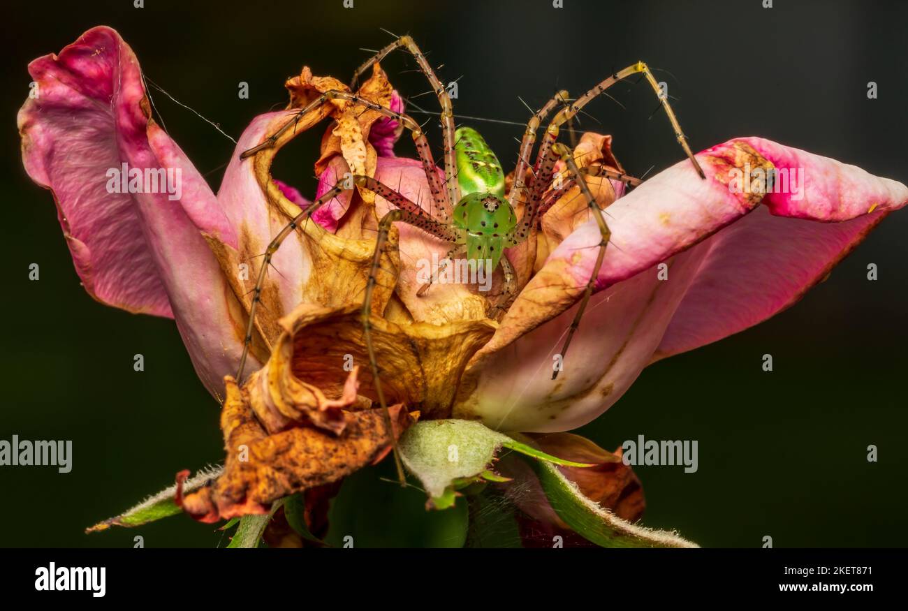a macro picture of a Green lynx spider Stock Photo - Alamy