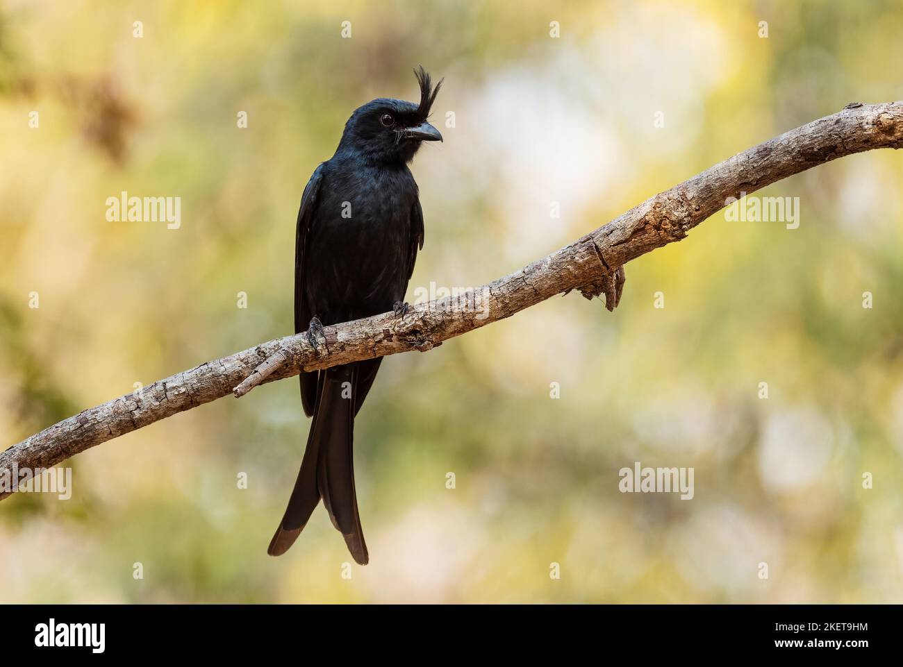 Crested Drongo - Dicrurus forficatus, beautiful black crested bird ...