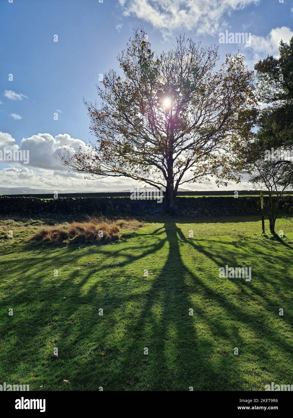 Sunlit tree with shadow Stock Photo - Alamy
