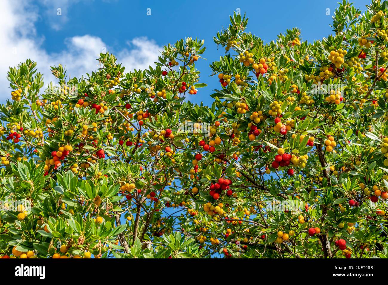 A colorful strawberry tree, with fruits in various states of ripeness ...