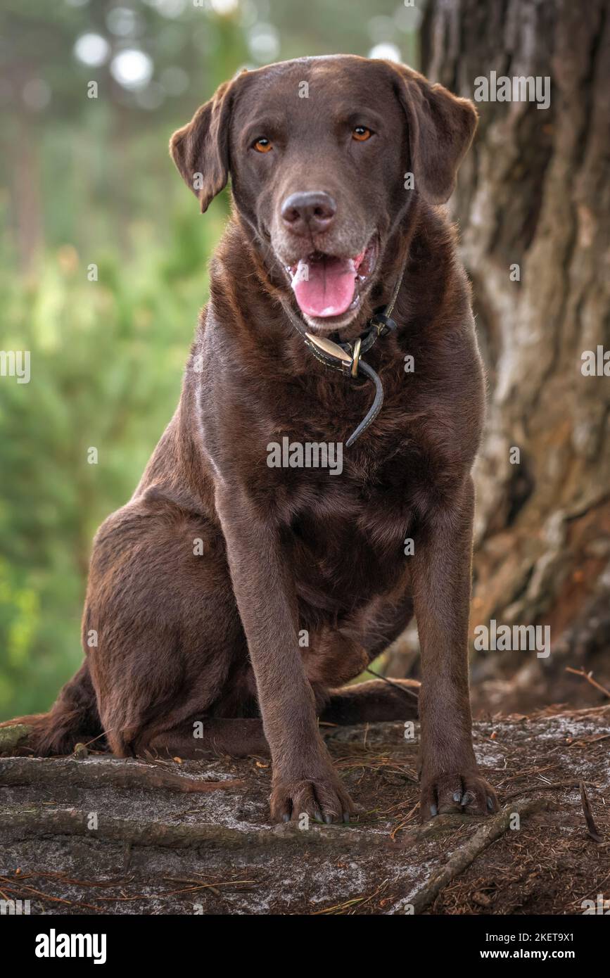 Black labrador under tree hi-res stock photography and images - Alamy